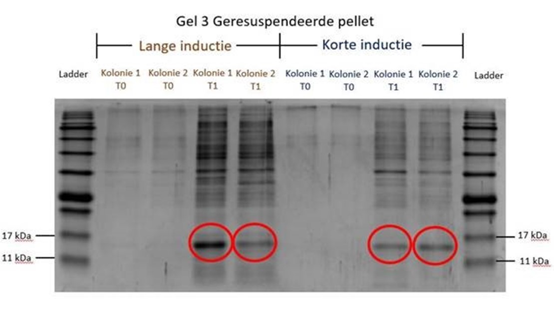 Nanobody klonering, expressie, zuivering en labeling in bacteriën voor ...